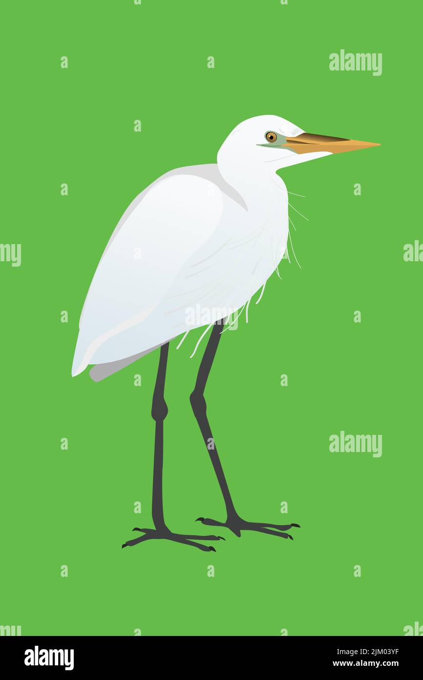 A white egret Stock Vector Images - Alamy