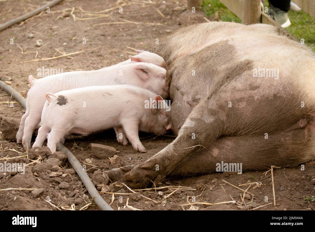 Sow pigpen hi-res stock photography and images - Alamy