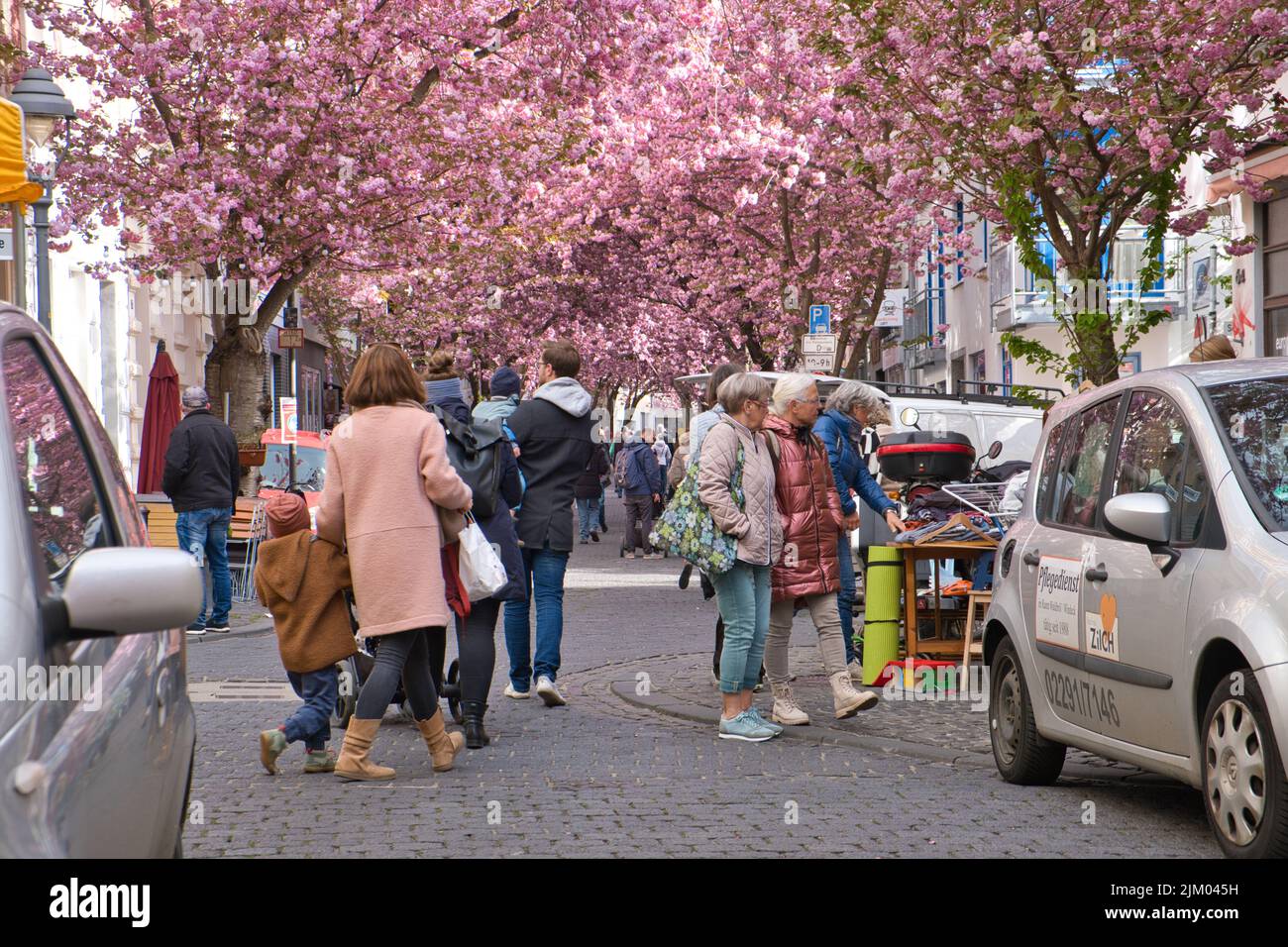 famous blooming cherry trees in the old town of bonn Stock Photo - Alamy