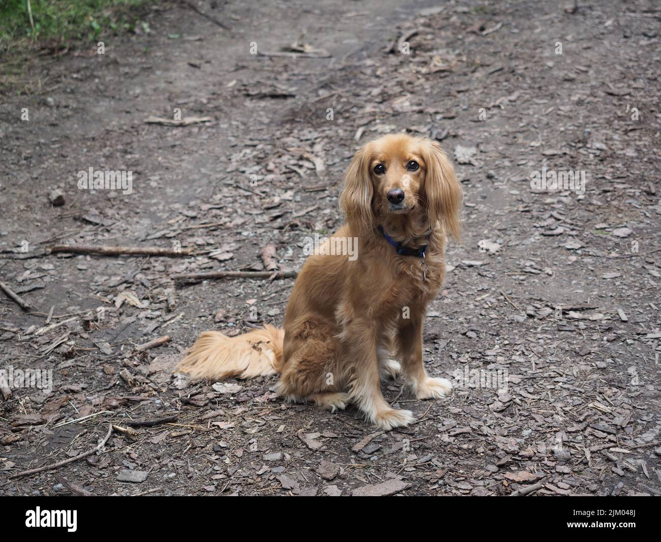 Portrait cocker spaniel hi-res stock photography and images - Alamy