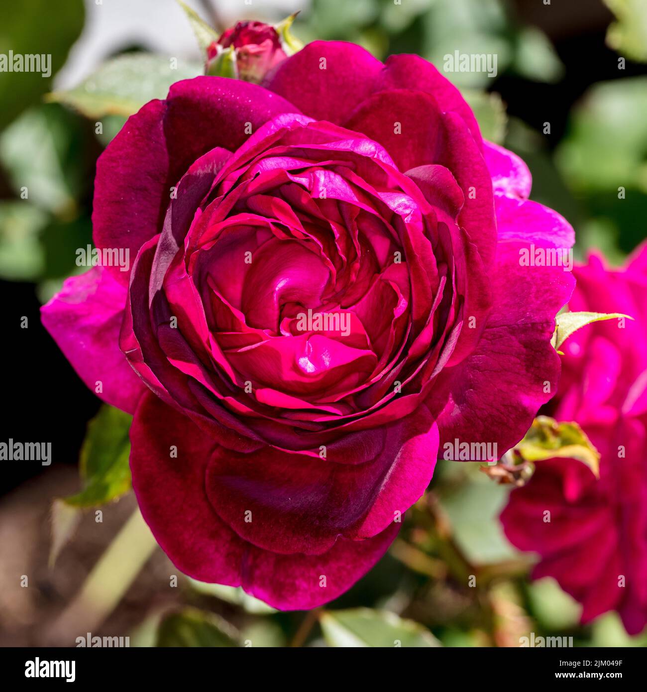 'Munstead Wood' English Rose, Engelsk ros (Rosa Stock Photo - Alamy