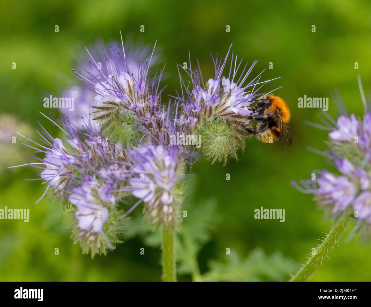Lacy phacelia, Honungsfacelia (Phacelia tanacetifolia Stock Photo - Alamy