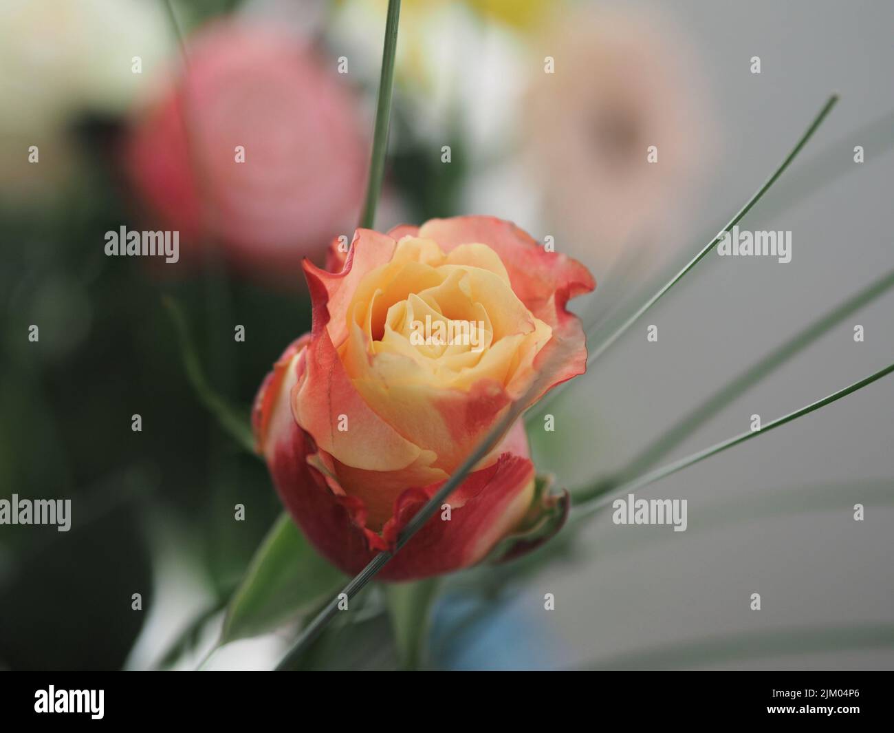 Blurred rose flower hi-res stock photography and images - Alamy