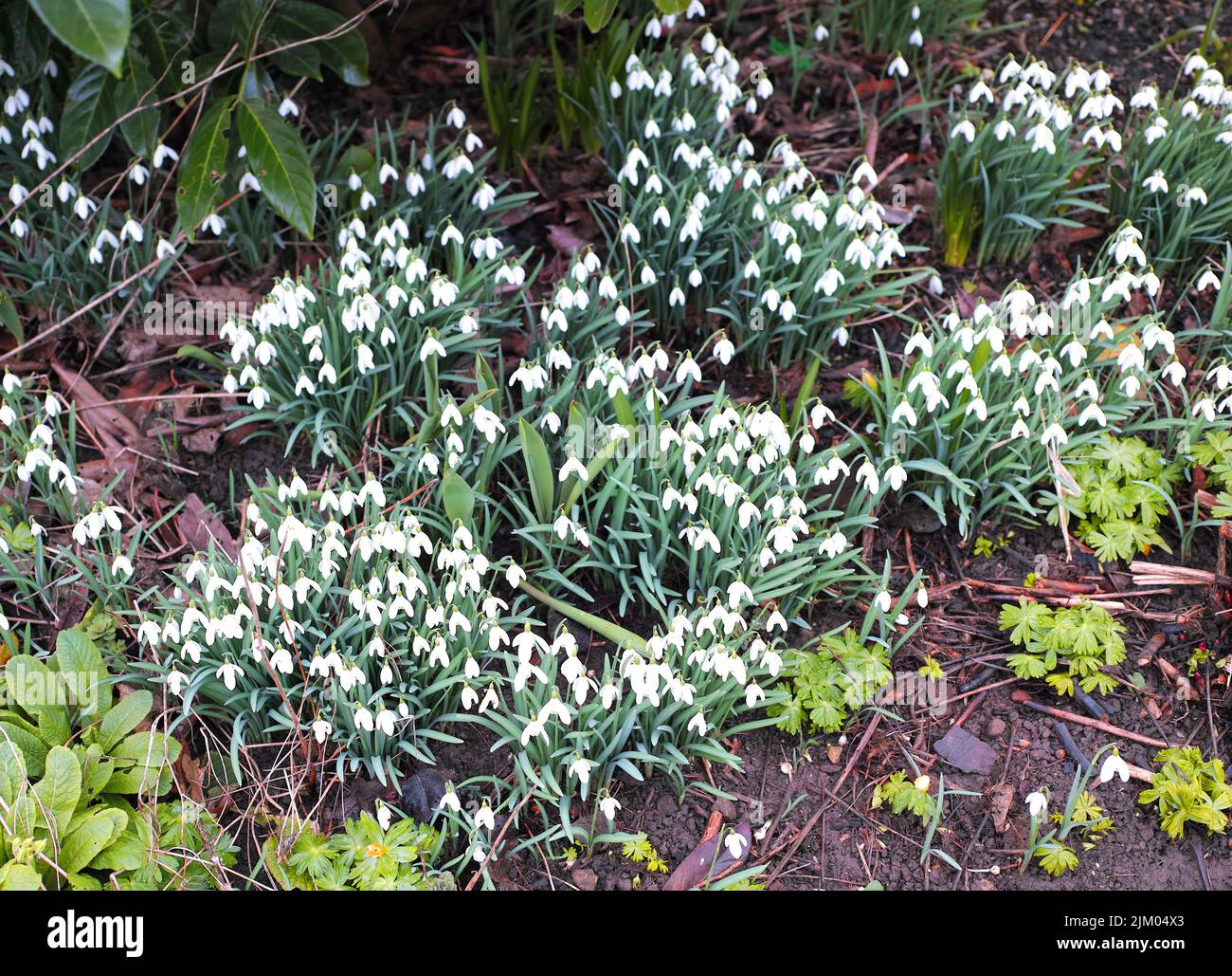 Common snowdrop - Galanthus nivalis Stock Photo - Alamy