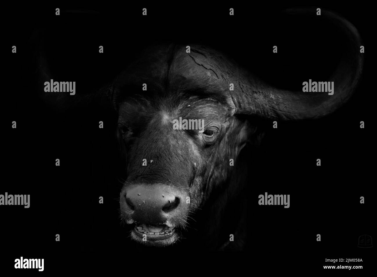 A grayscale portrait of an African buffalo or cape buffalo (Syncerus ...