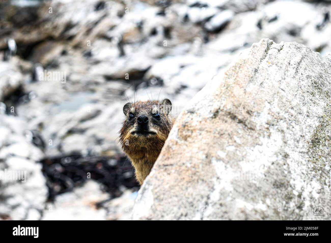 Brown rock hyrax hi-res stock photography and images - Alamy