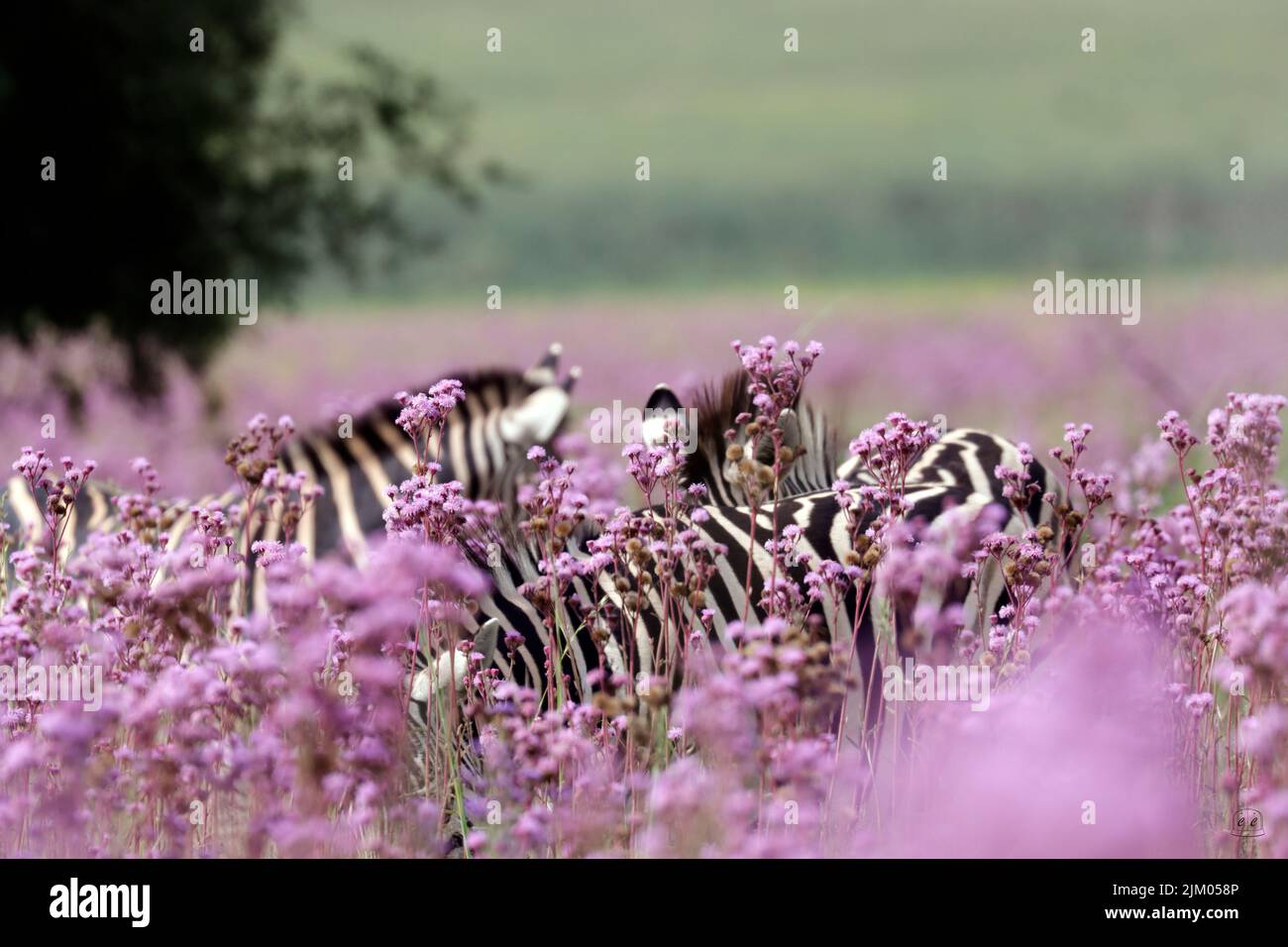 Hidden zebra hi-res stock photography and images - Alamy