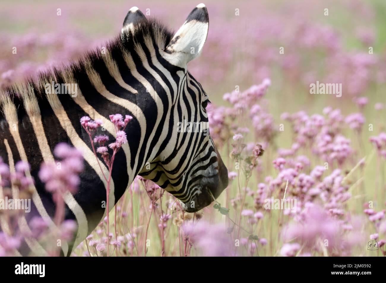 A closeup of a Burchell's zebra walking in a Verbena Bonariensis purple ...