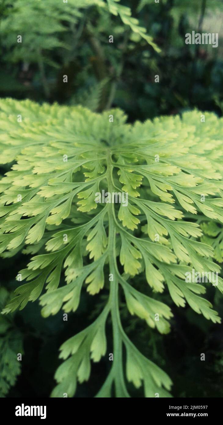 A vertical shot of a green wormwood plant leaf or Absinthe (Artemisia ...