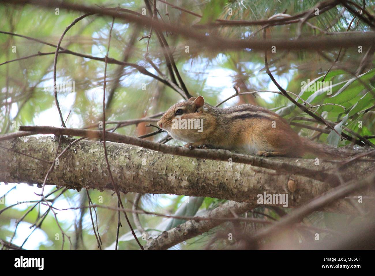 A closeup of a Siberian chipmunk (Eutamias sibiricus) with fluffy ...