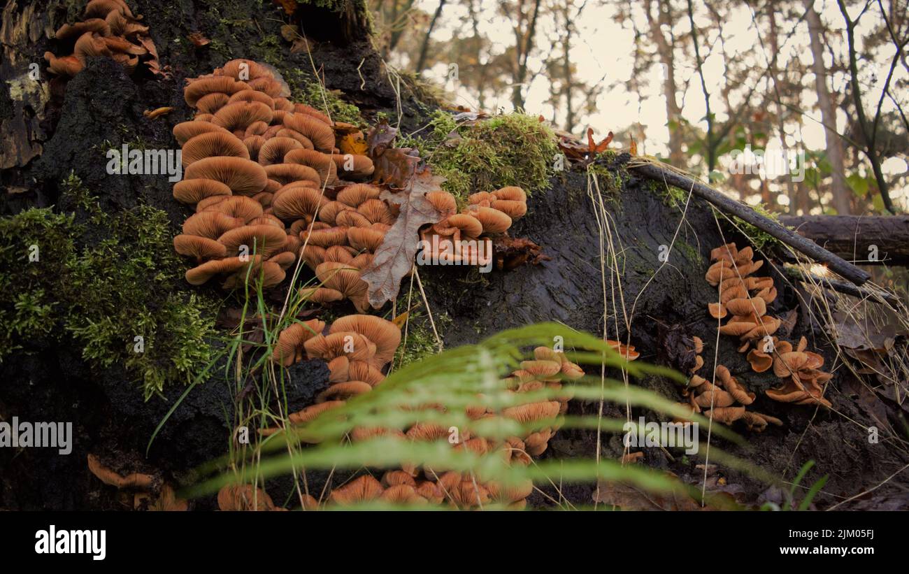 Funguses hi-res stock photography and images - Alamy