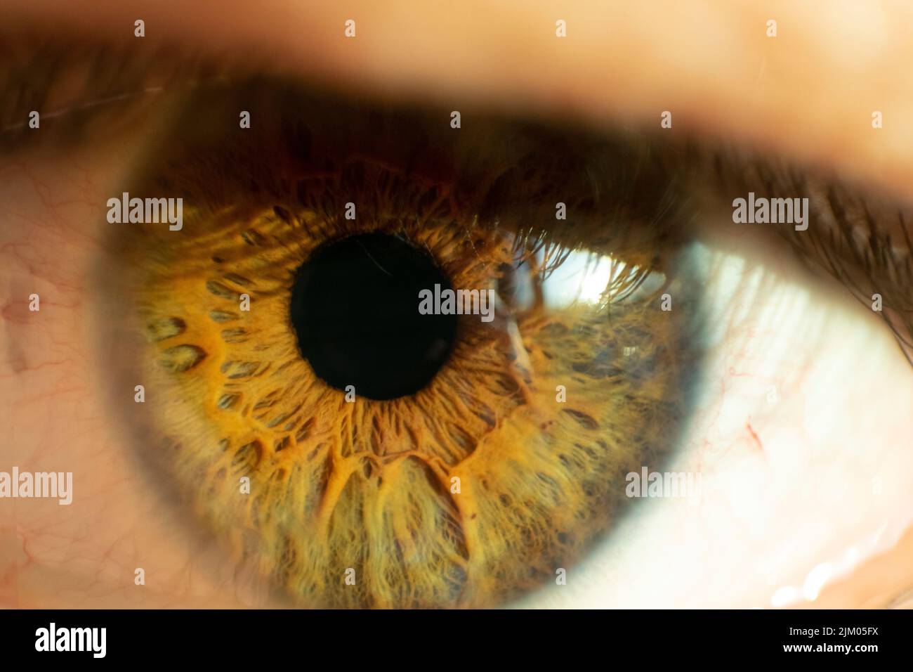 Hazel eye hi-res stock photography and images - Alamy