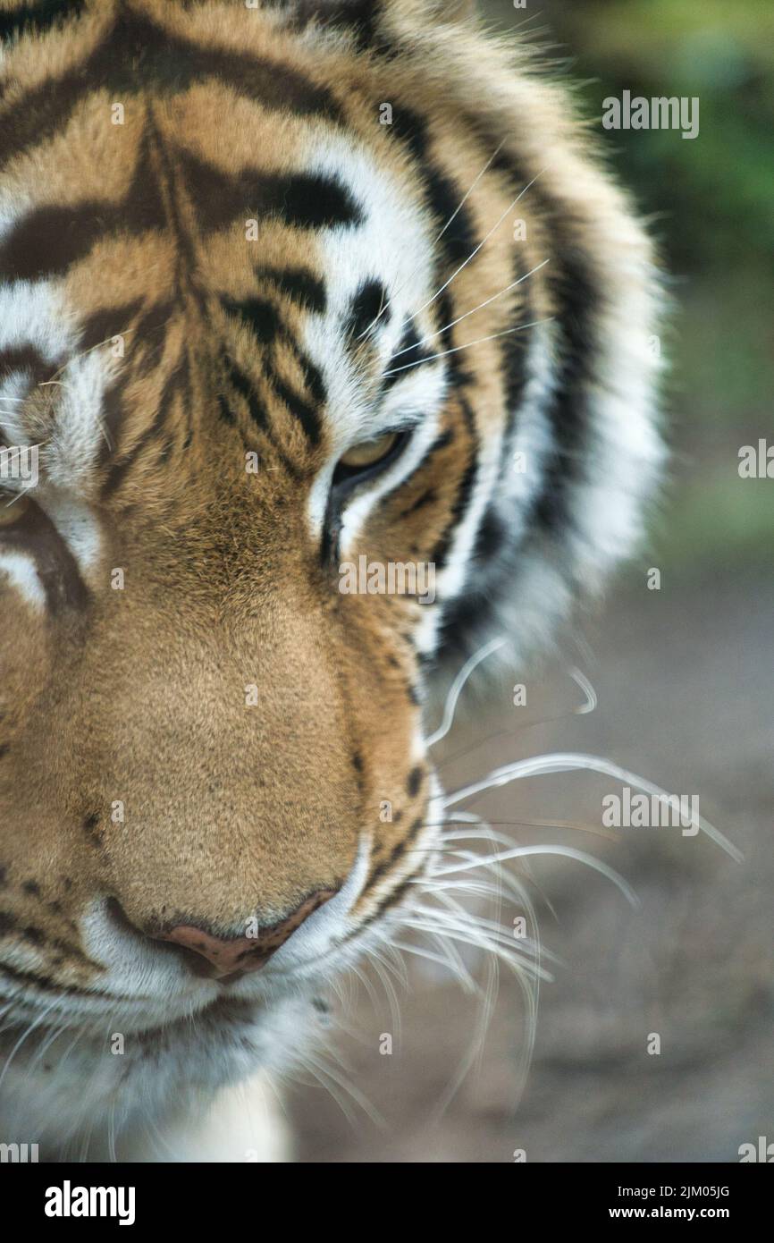 A vertical closeup of a cute tiger's face in the Schwerin Zoo in ...