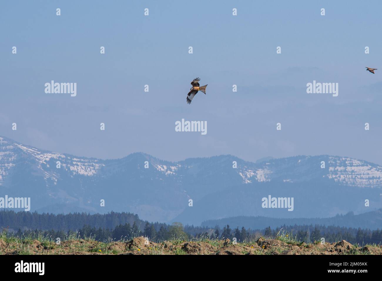 A fierce eagle soaring through the sky above the Allgau Alps in Germany ...