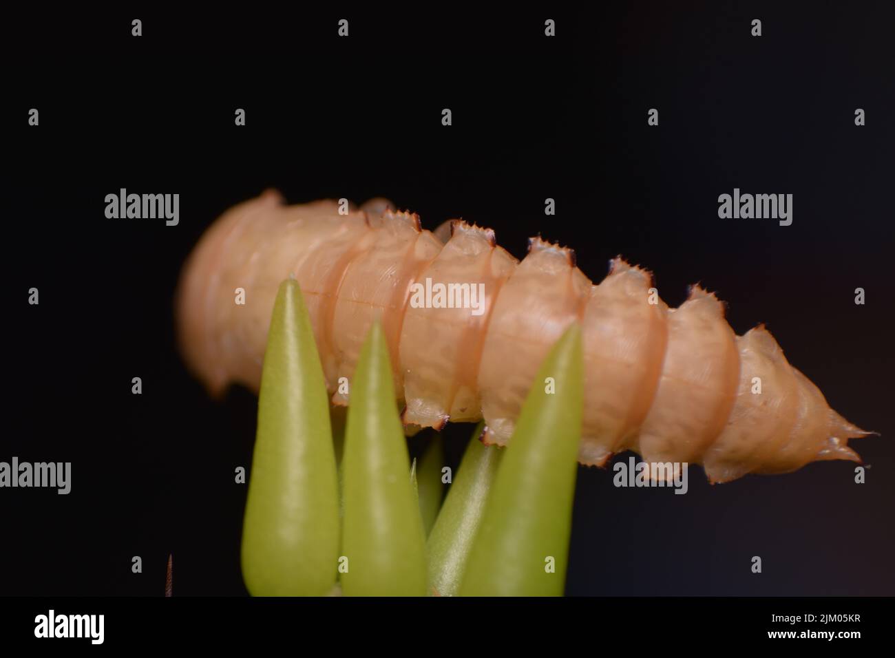 Larva closeup hi-res stock photography and images - Alamy