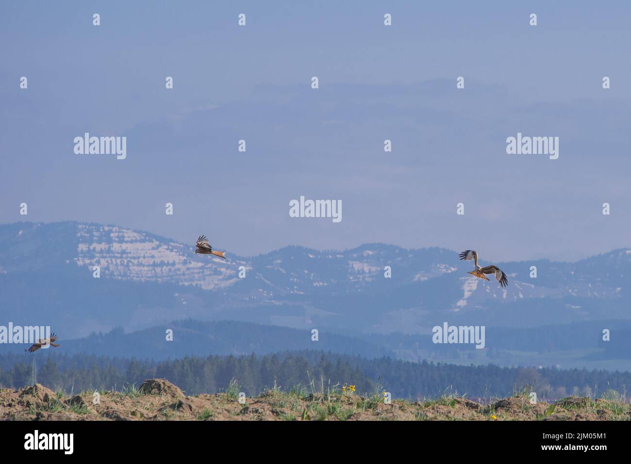 An aerial view of fierce eagles soaring in the sky with the Allgau Alps ...
