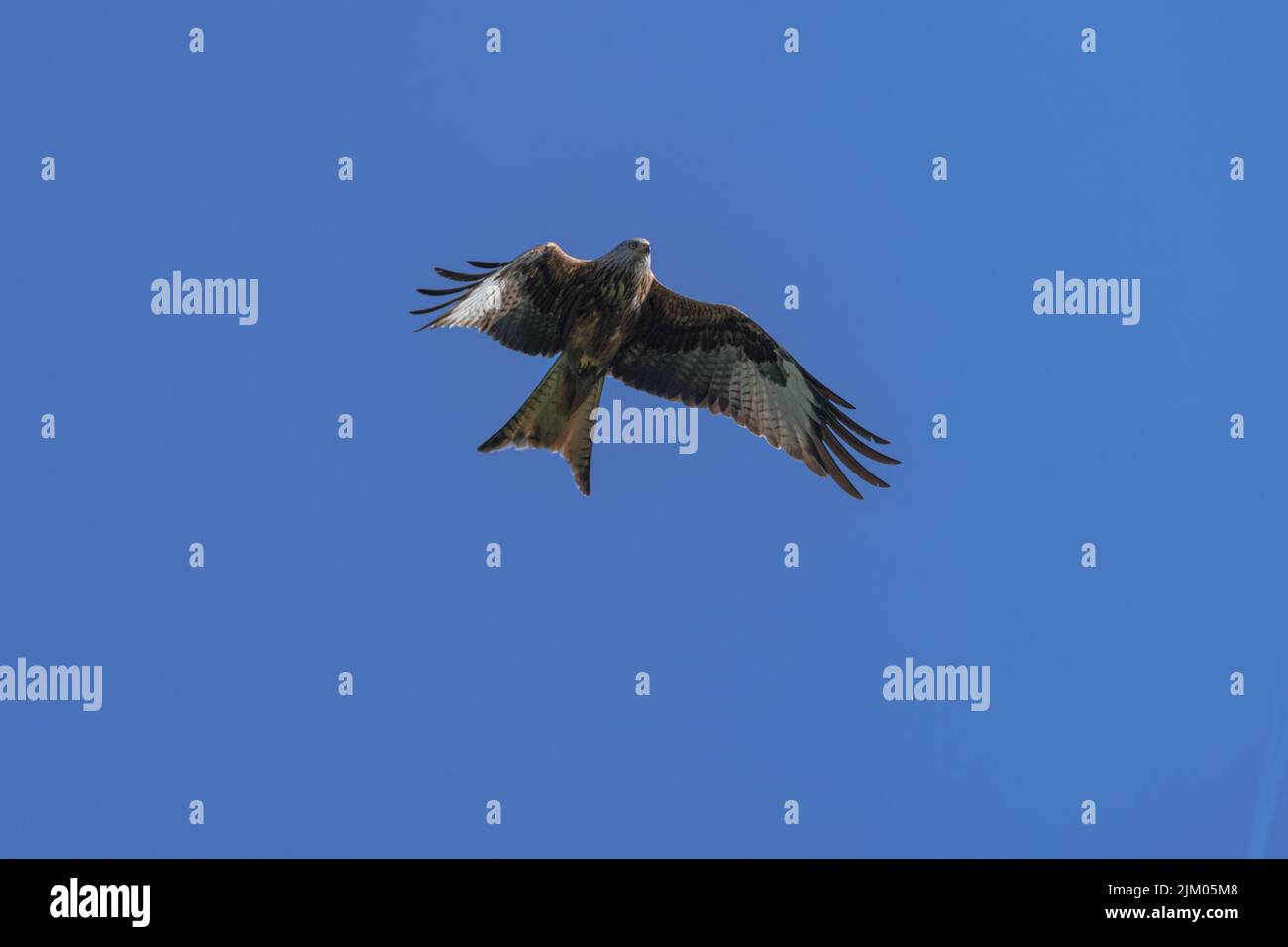 A low angle shot of a fierce eagle spreading its wings mid-flight under ...