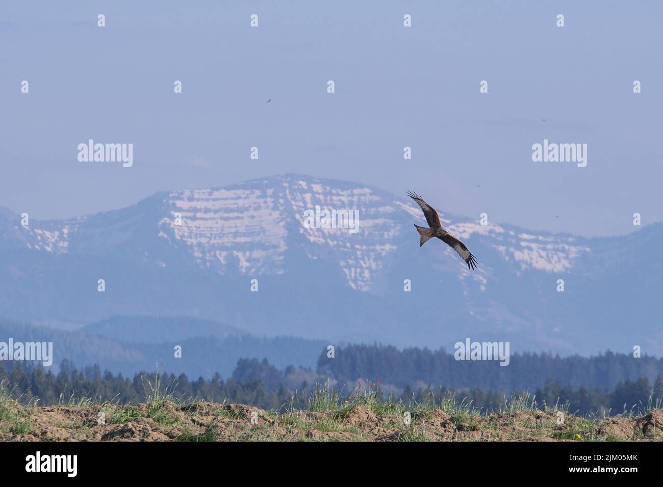 A bright summer day in the Allgau alps with a fierce eagle soaring ...
