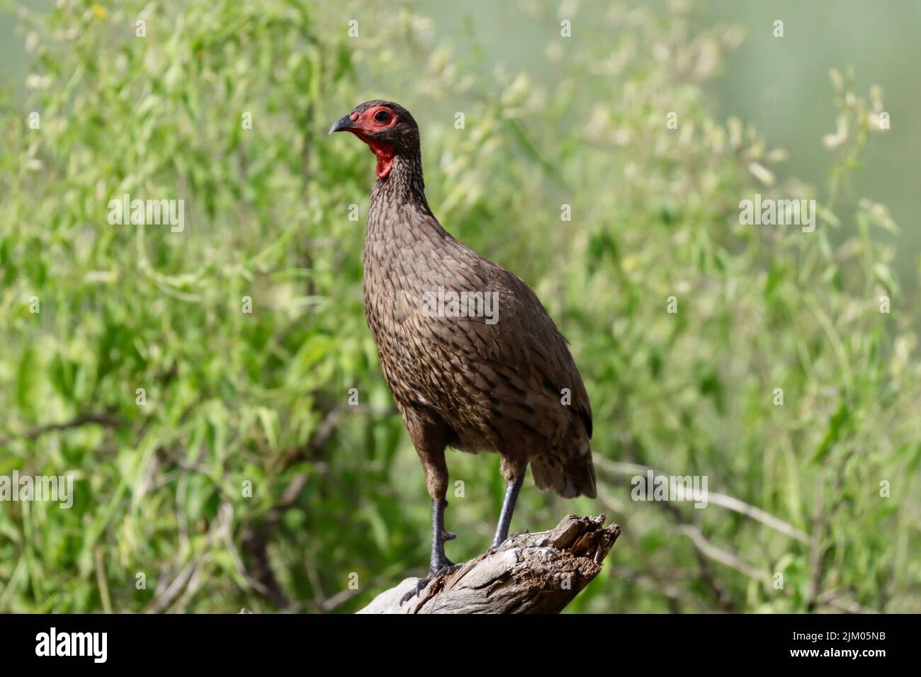 Swainsons spurfowl francolin perched hi-res stock photography and ...