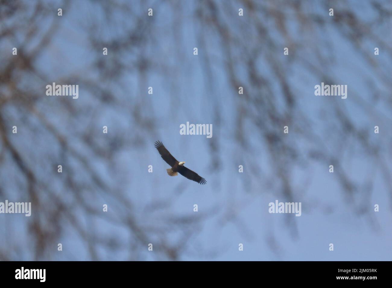 A view of a Bald eagle flying high in the sky Stock Photo - Alamy