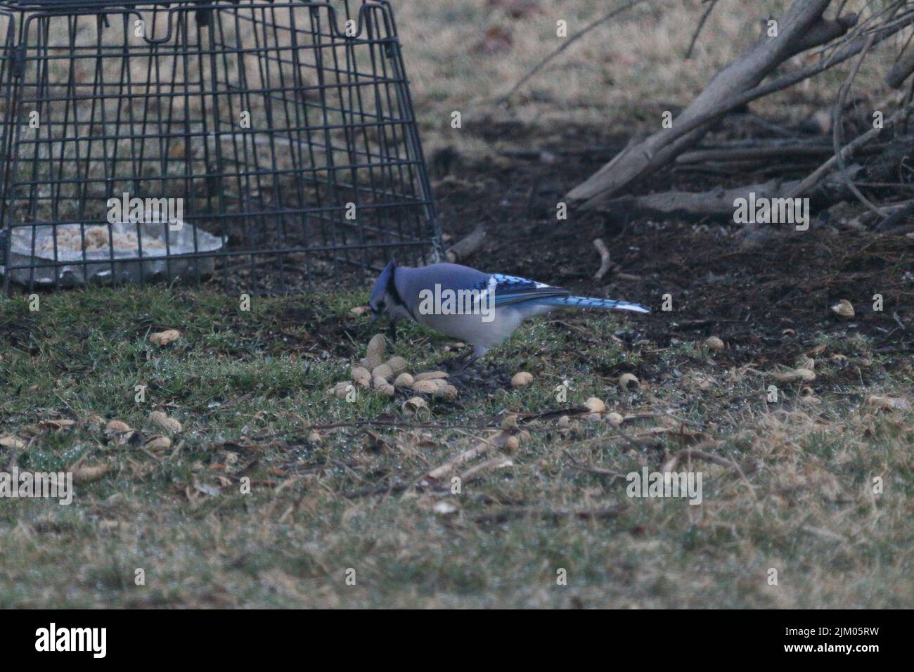 The Blue Jay eating some seeds on the green grass Stock Photo - Alamy
