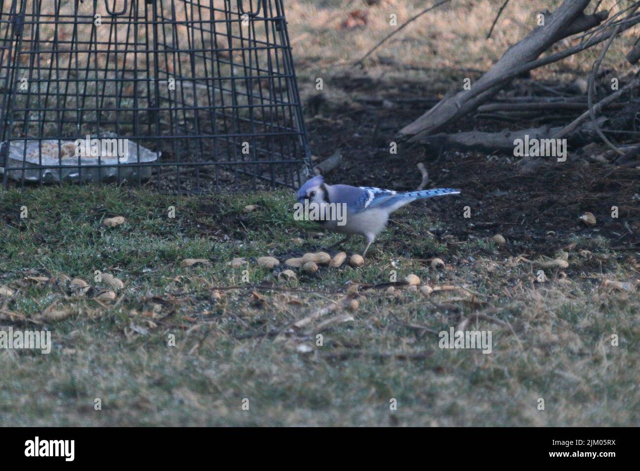The Blue Jay eating some seeds on the green grass Stock Photo - Alamy