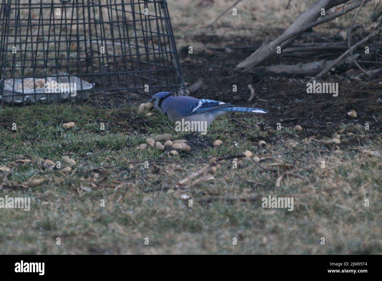 The Blue Jay eating some seeds on the green grass Stock Photo - Alamy