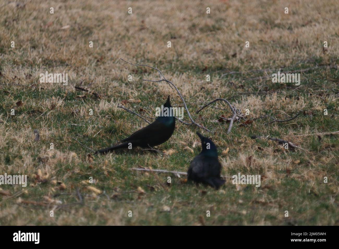 Crows eye view hi-res stock photography and images - Alamy