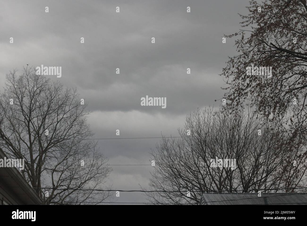 A low angle shot of the cloudy dark sky and the dry trees in daytime ...