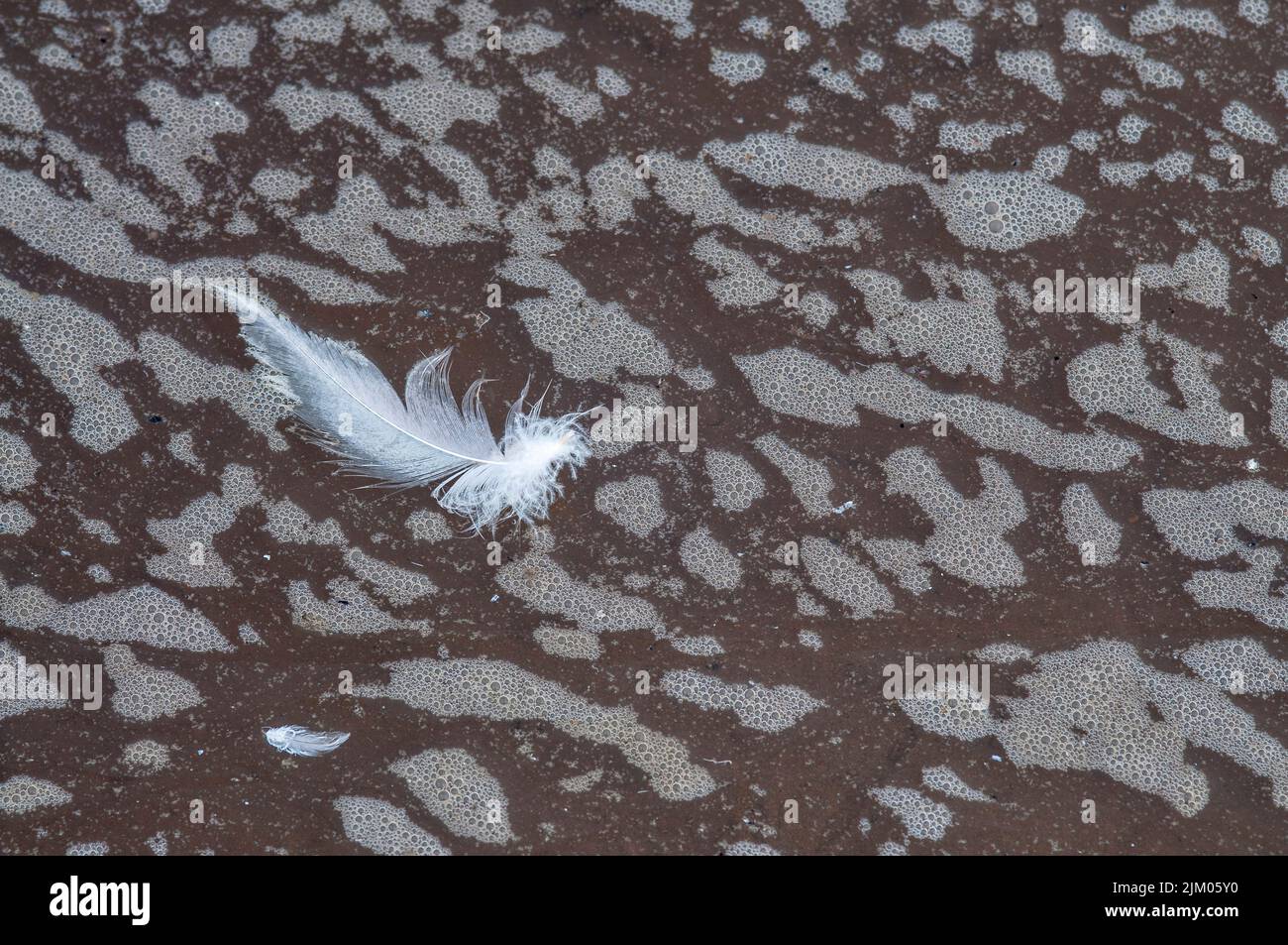 A top view of a white feather fallen on the sandy beach with the sea ...
