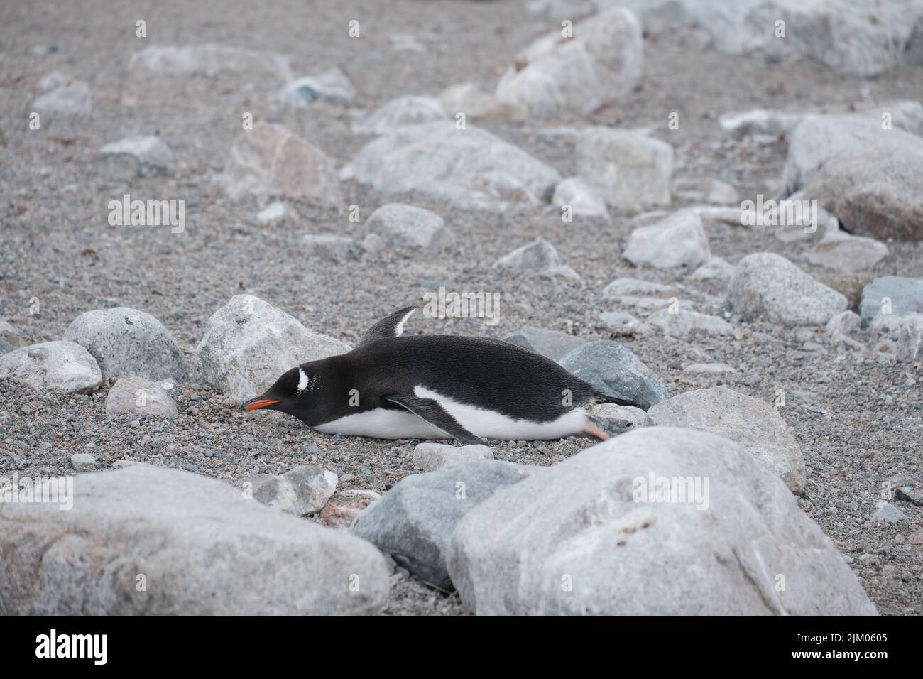 A lonely penguin fallen down to the rocky ground Stock Photo - Alamy