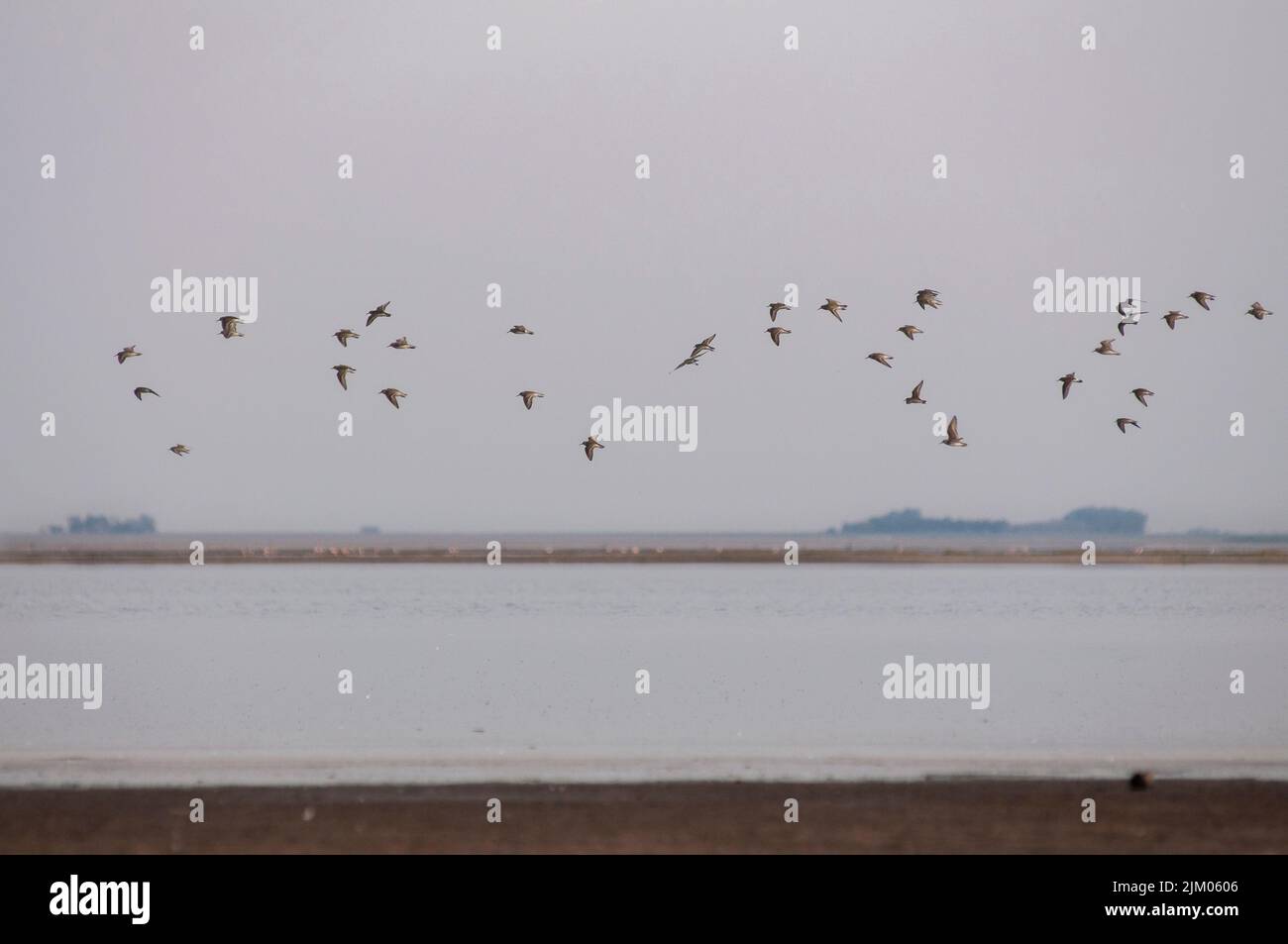 Flock of white birds on lake hi-res stock photography and images - Alamy