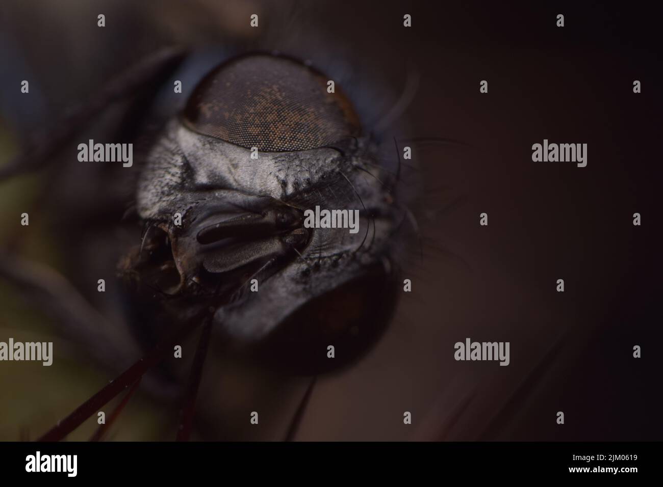 Macro insect wing hi-res stock photography and images - Alamy