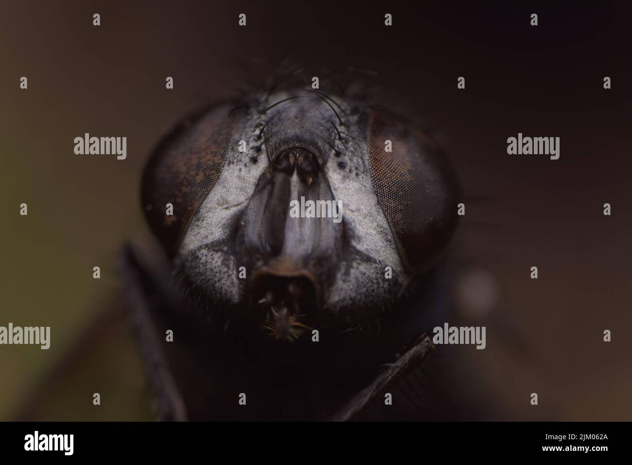 Fly insect face hi-res stock photography and images - Alamy