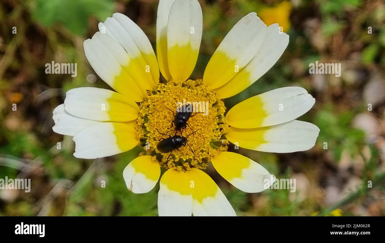 An overhead shot of a crowned goose flower with little critters on it ...