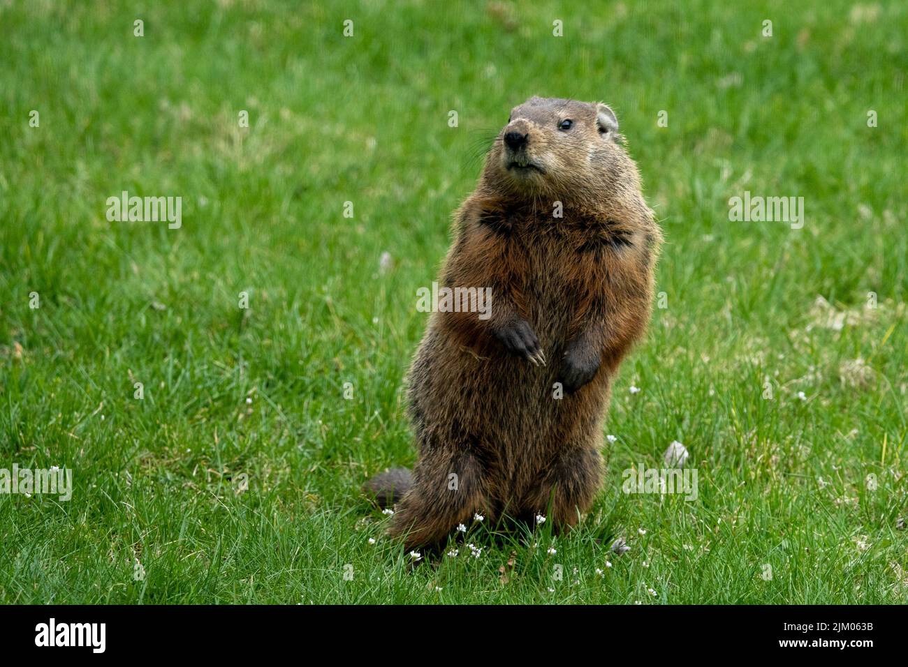 Bobak marmota bobak hi-res stock photography and images - Alamy