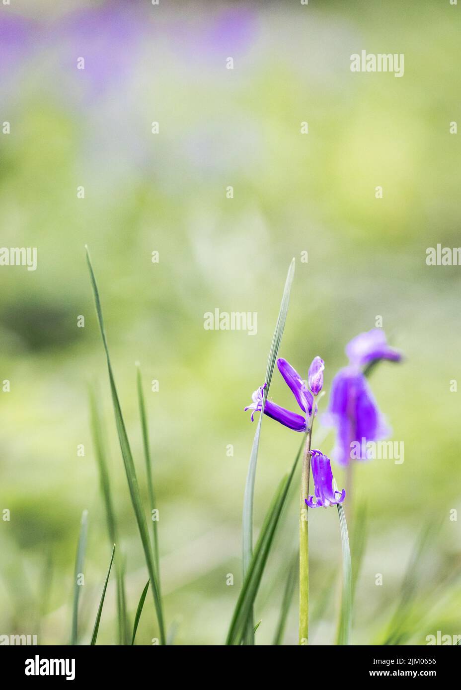 Bluebells in and around Dockey Woods on the Ashridge Estate in ...