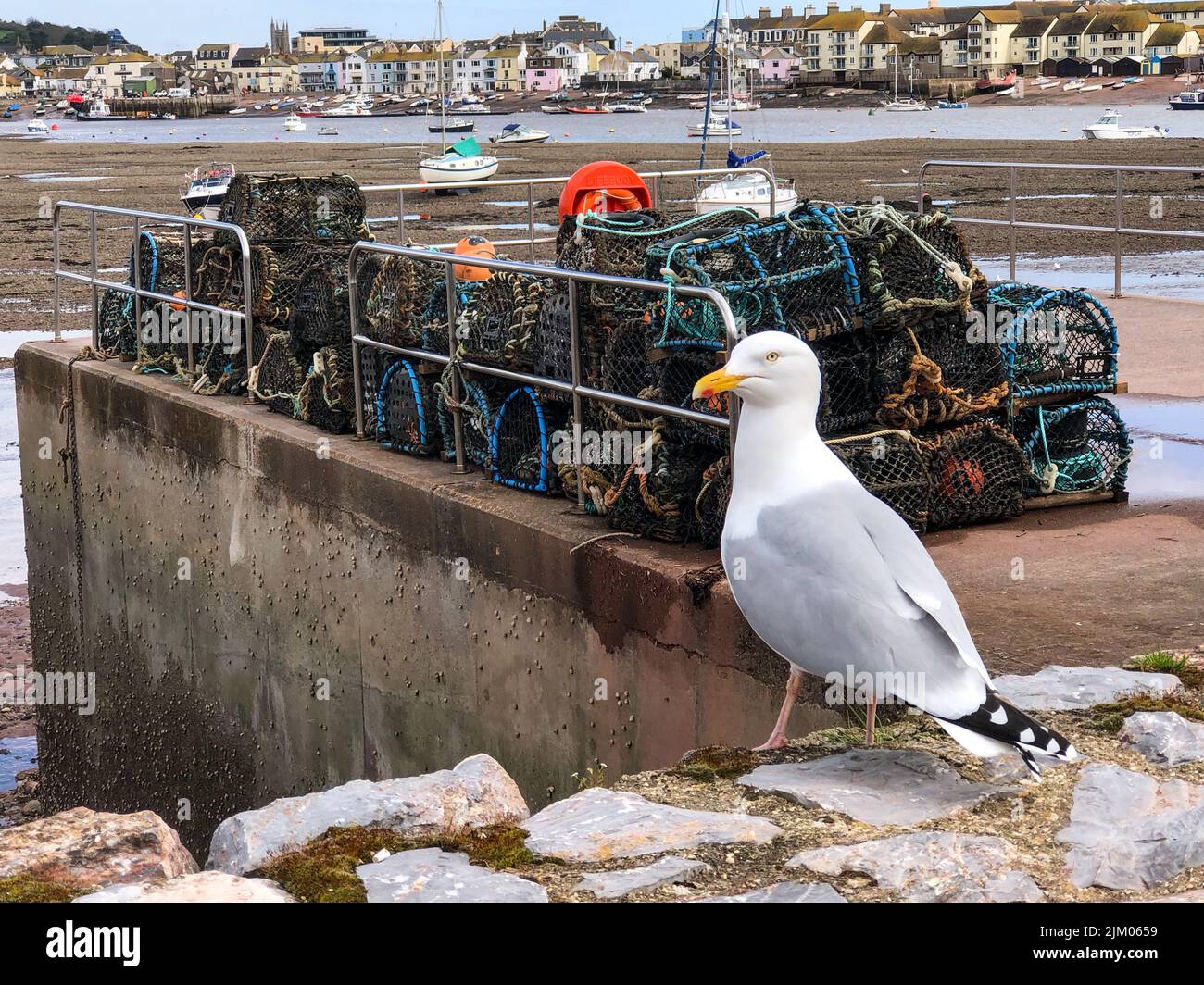 Devon island and wildlife hi-res stock photography and images - Alamy