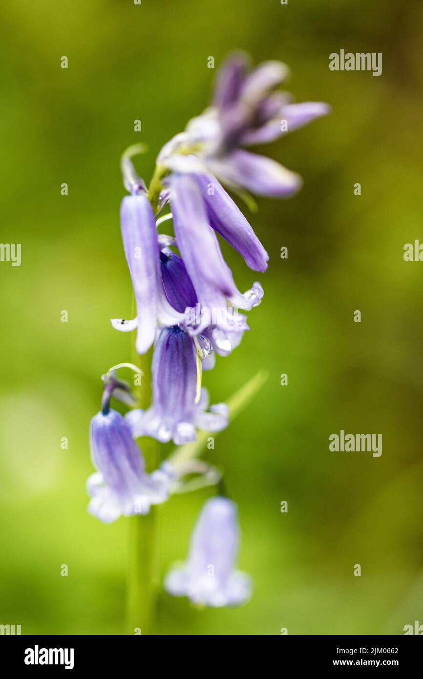 Bluebells in and around Dockey Woods on the Ashridge Estate in ...