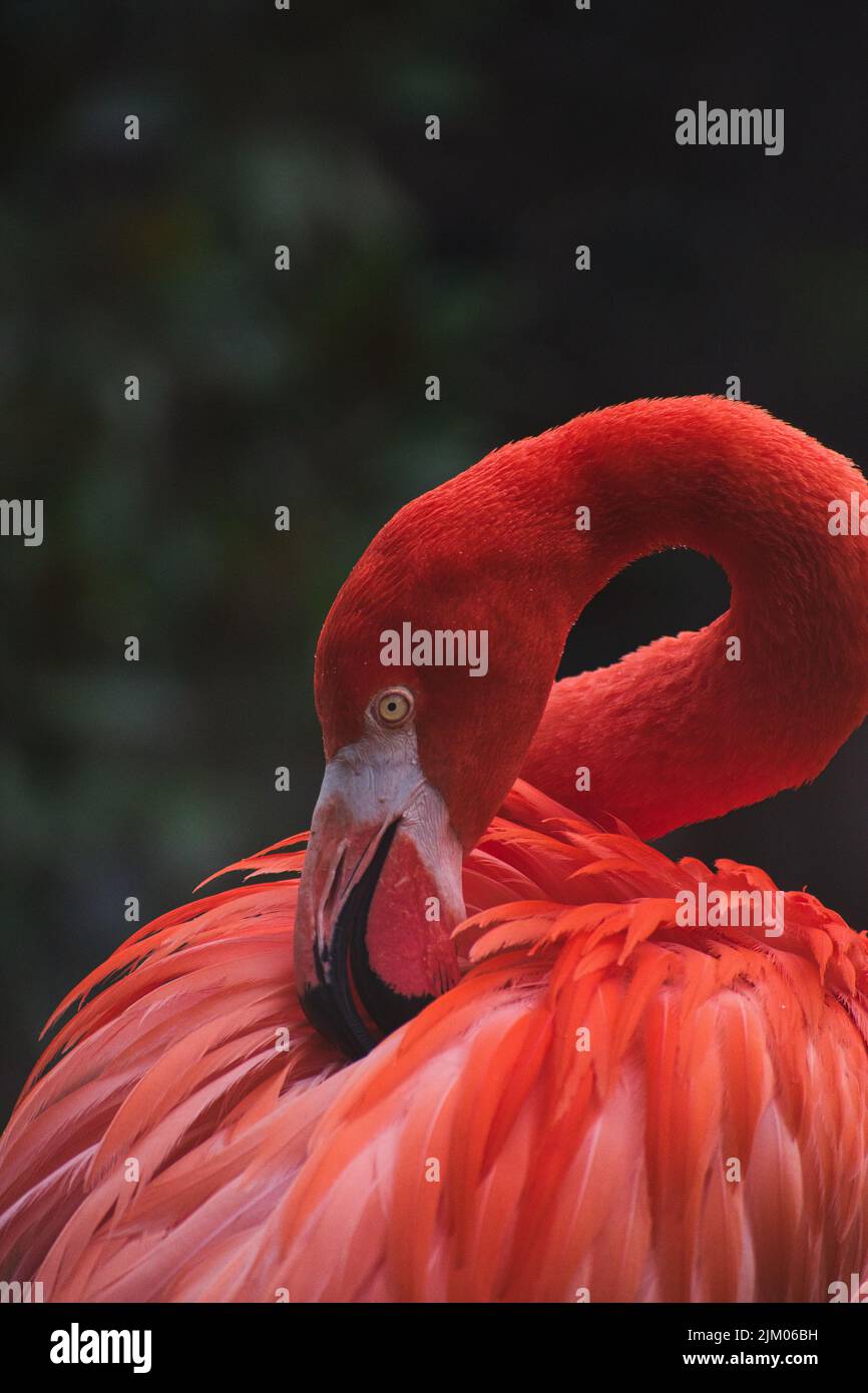 A vertical shot of an American or Caribbean flamingo showing beak, neck ...