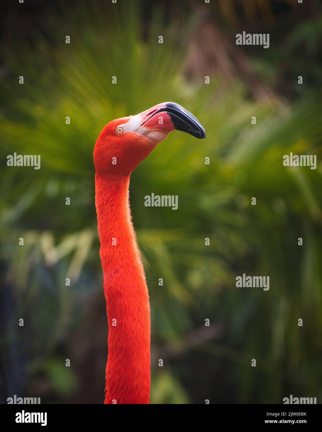 A vertical shot of a head, neck and beak of an American or Caribbean ...