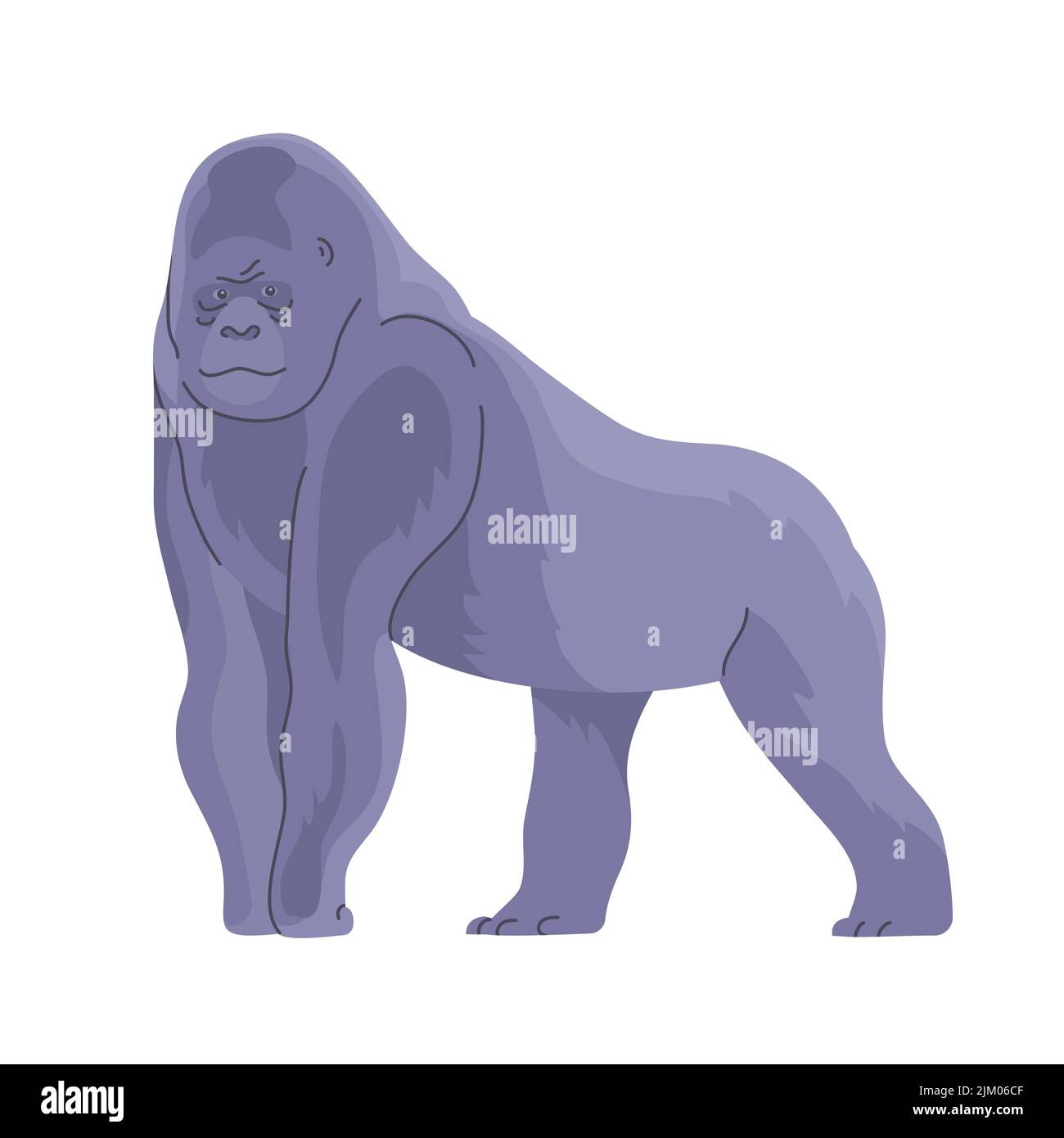 Big gorilla monkey. Anthropoid primate. Great ape. Wild african animal ...