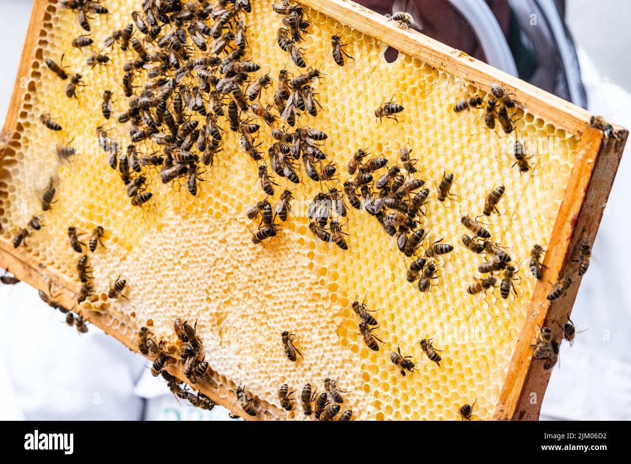 Honey bees on a honeycomb as part of a demonstration of bee keeping at ...