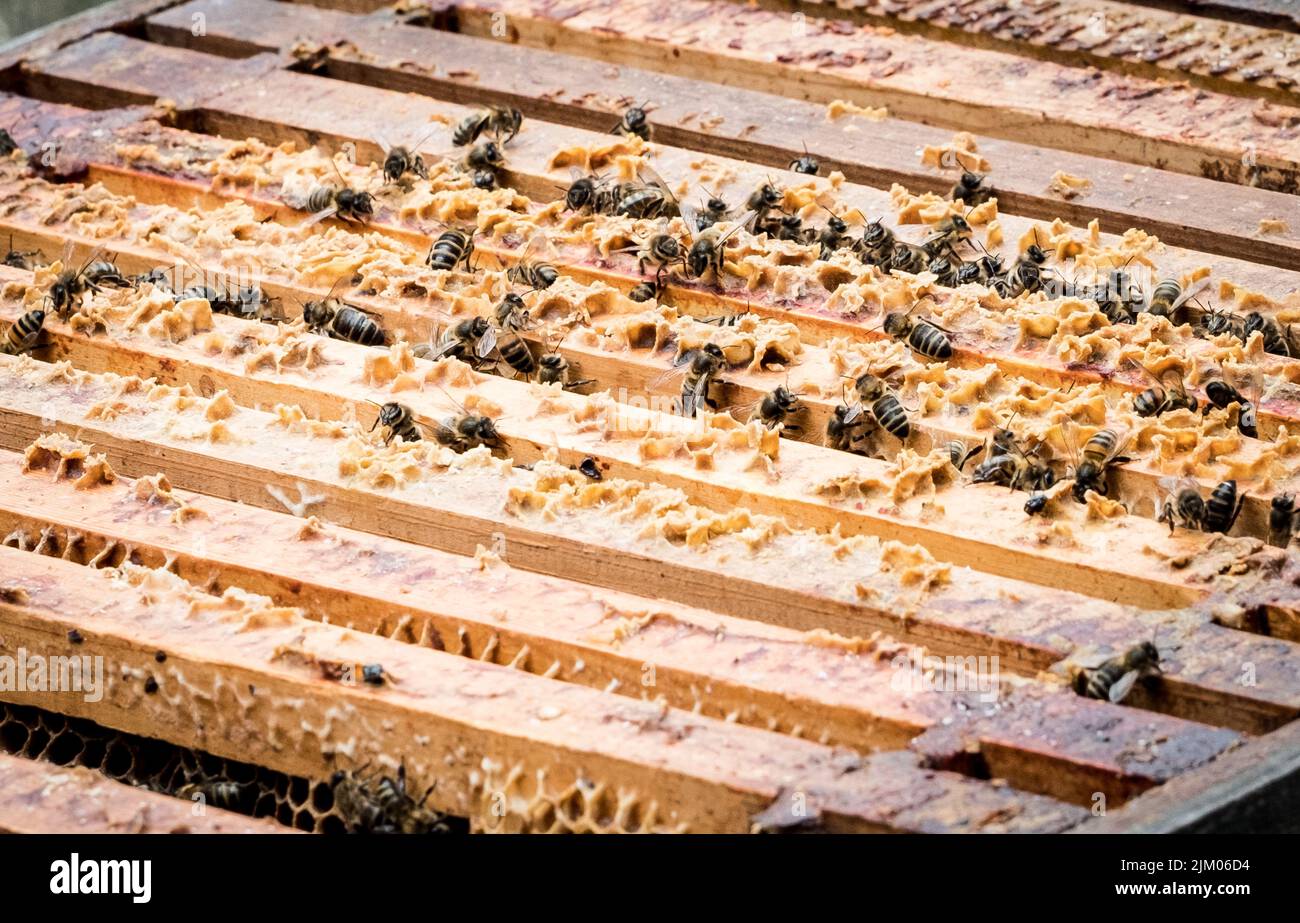 Honey bees on a honeycomb as part of a demonstration of bee keeping at ...
