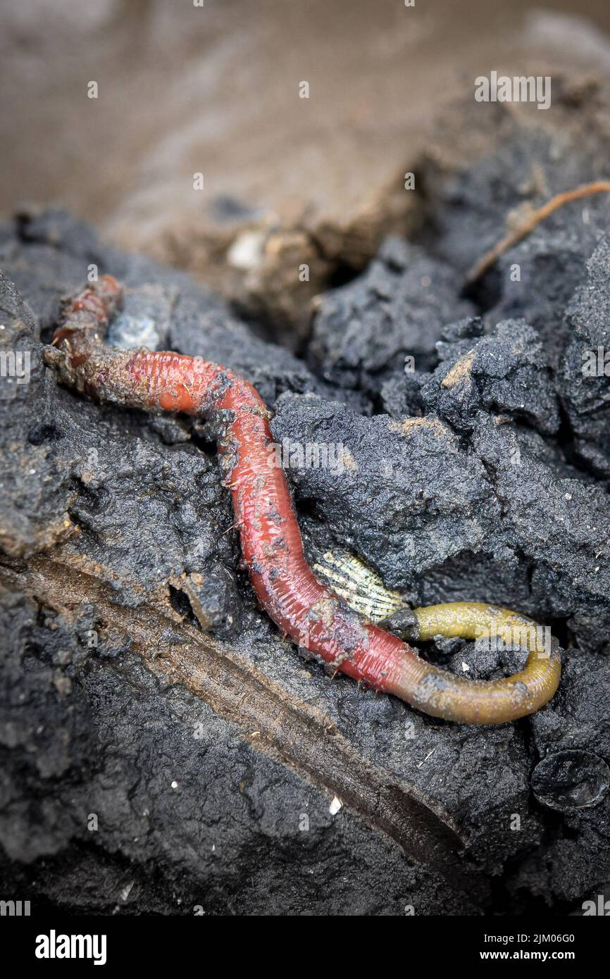Harlesiel, Germany. 29th July, 2022. The lugworm is one of the "Small ...