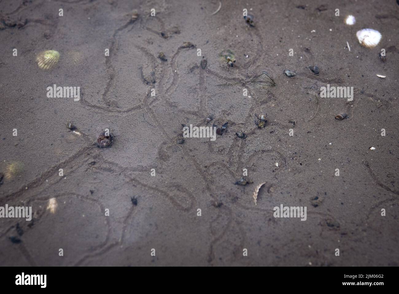 Snail tracks hi-res stock photography and images - Alamy