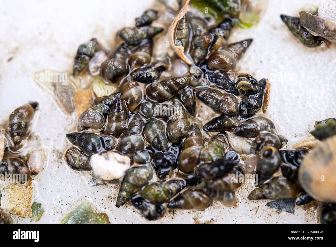 Harlesiel, Germany. 29th July, 2022. The mudflat snail belongs to the ...