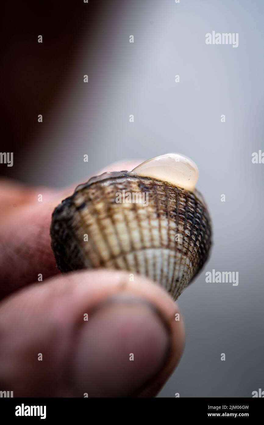 Harlesiel, Germany. 29th July, 2022. The cockle belongs to the "Small ...