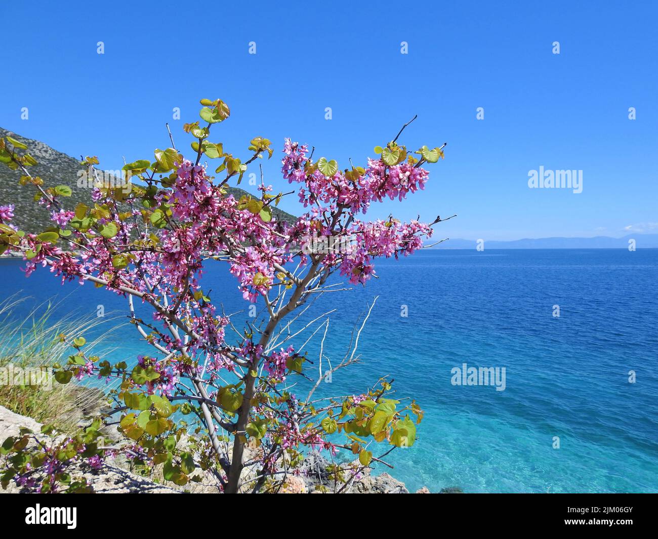A European cranberry tree with a background of see in Griekenland Stock ...