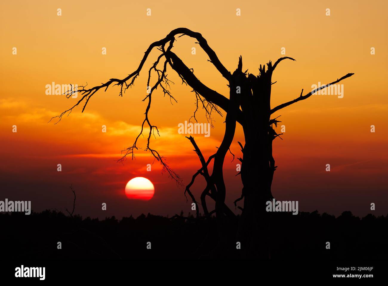 A Sunset under a silhouette of dead tree, New Forest, Hampshire, Uk ...